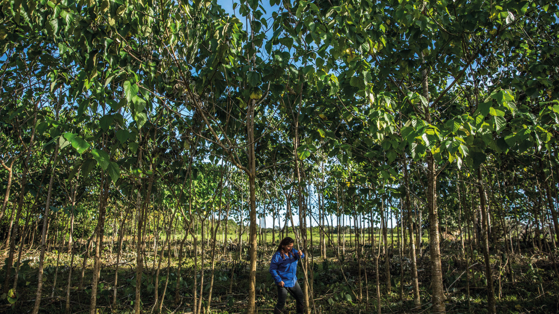 Training workshop on deforestation traceability tool management ...